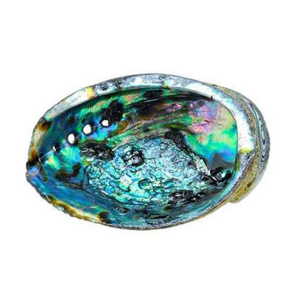Blue Abalone Shell Smudge Vessel | Orglamix - Orglamix Clean ...